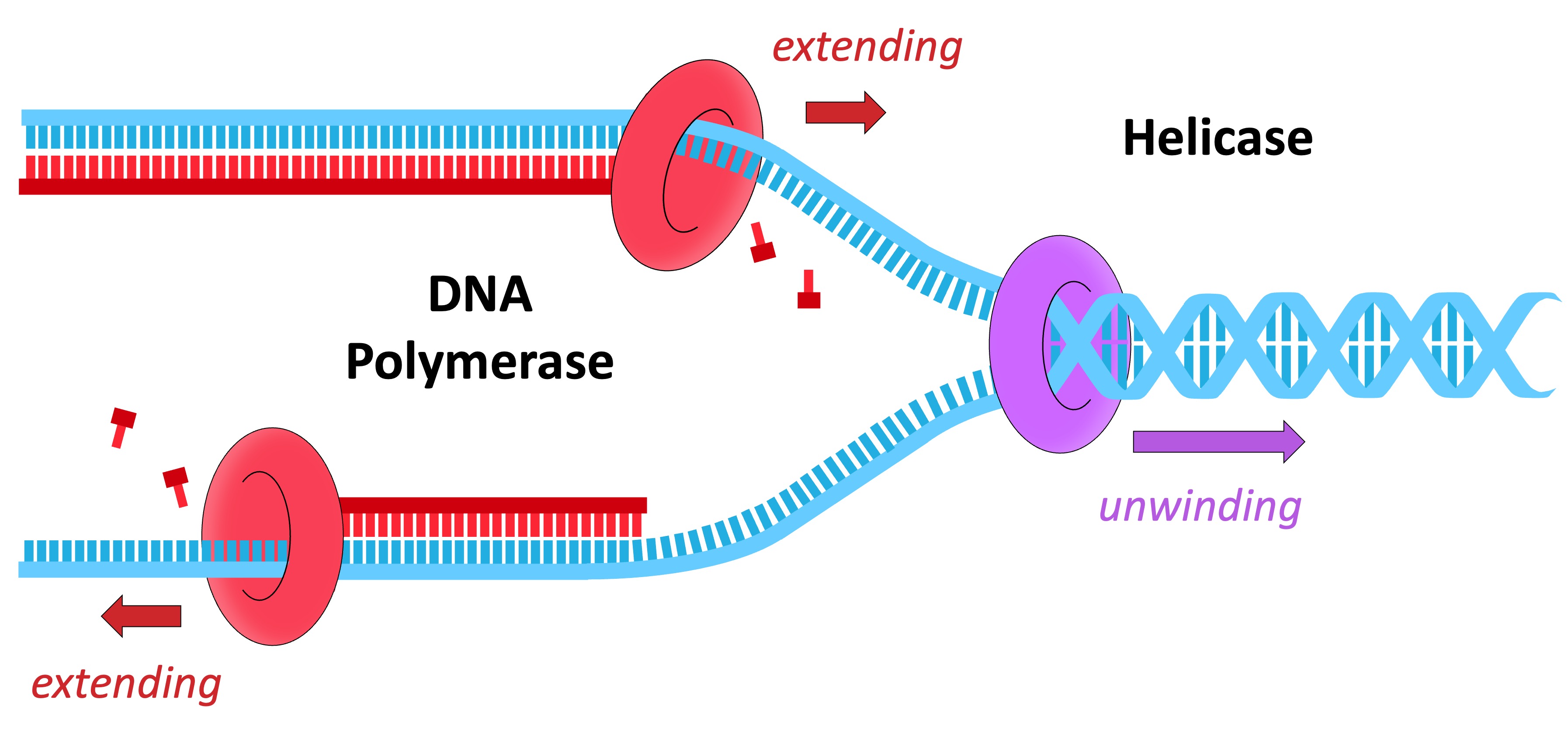 Dna Replication Sl